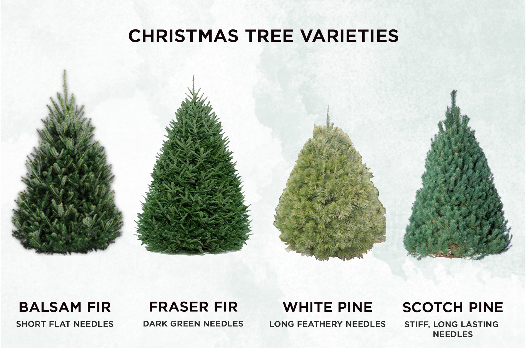 Tips For Success With Your Live Christmas Tree | Geranium Blog